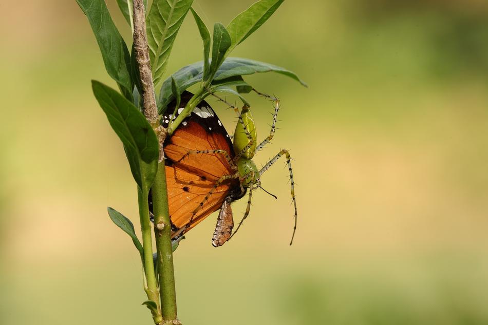 Insect Nature Outdoor free image download