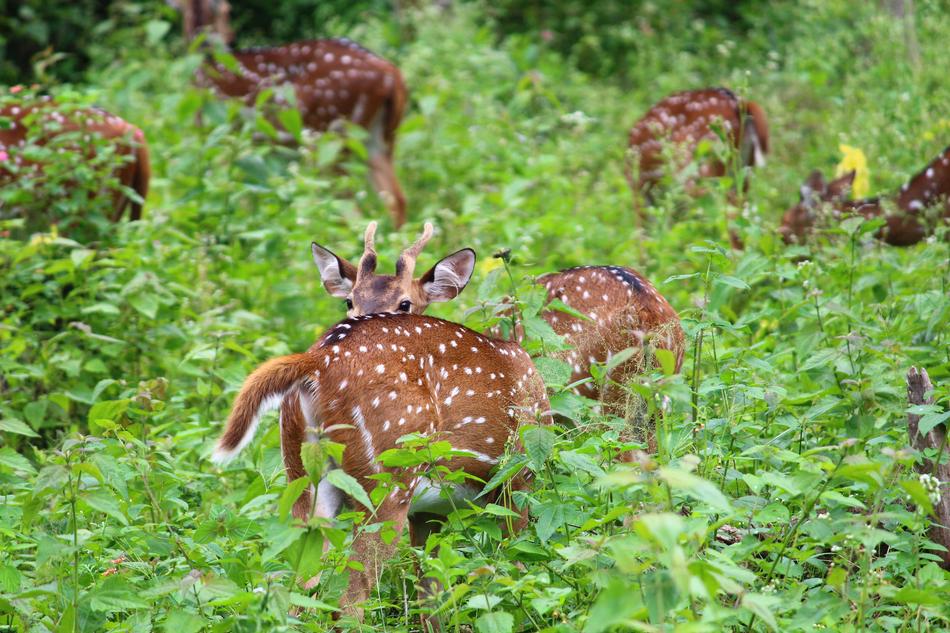 Animal Hiding Deer free image download