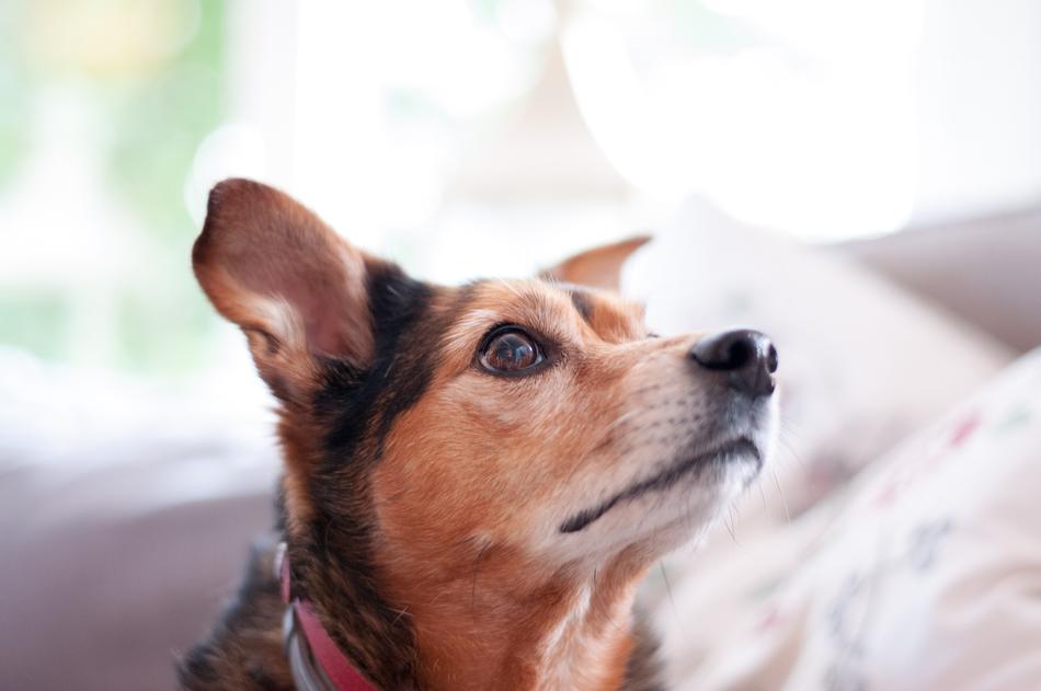 Dog Cute Canidae Animal free image download