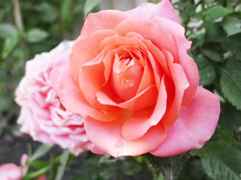 Rose Flower Beautiful One free image download