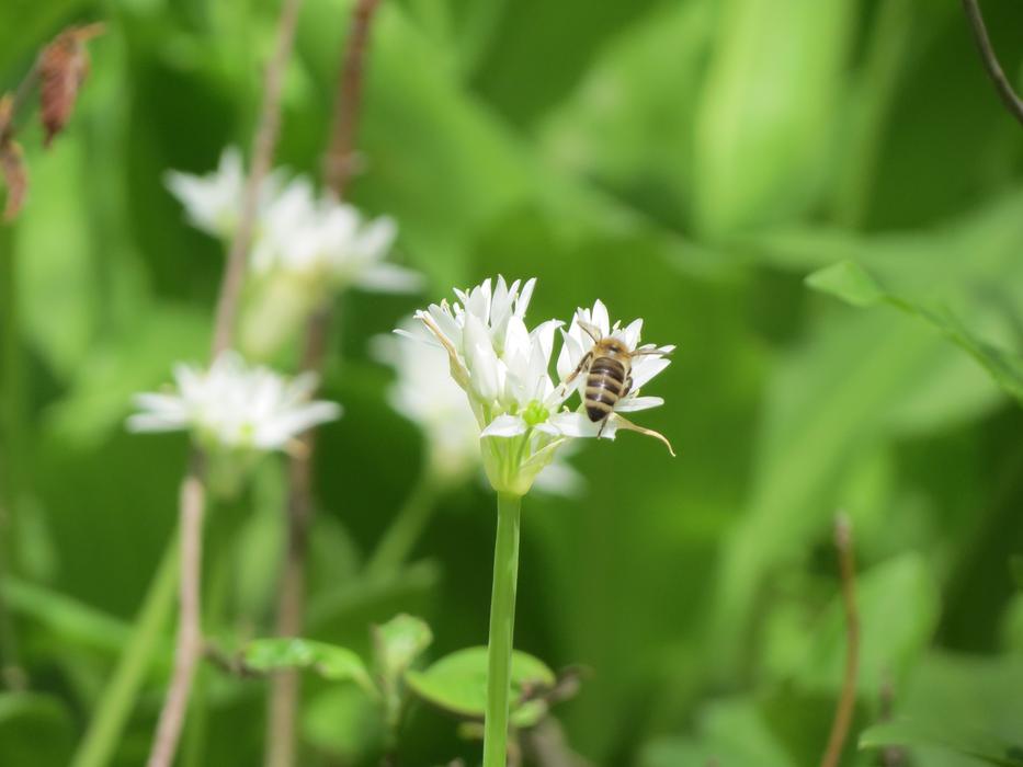 Nature Sheet Plant free image download