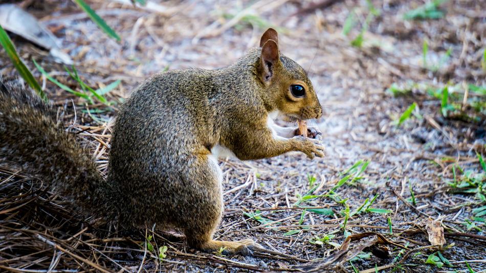 Squirrel Peanuts Animal free image download
