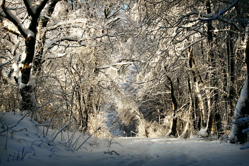 Winter Wintry Snow free image download