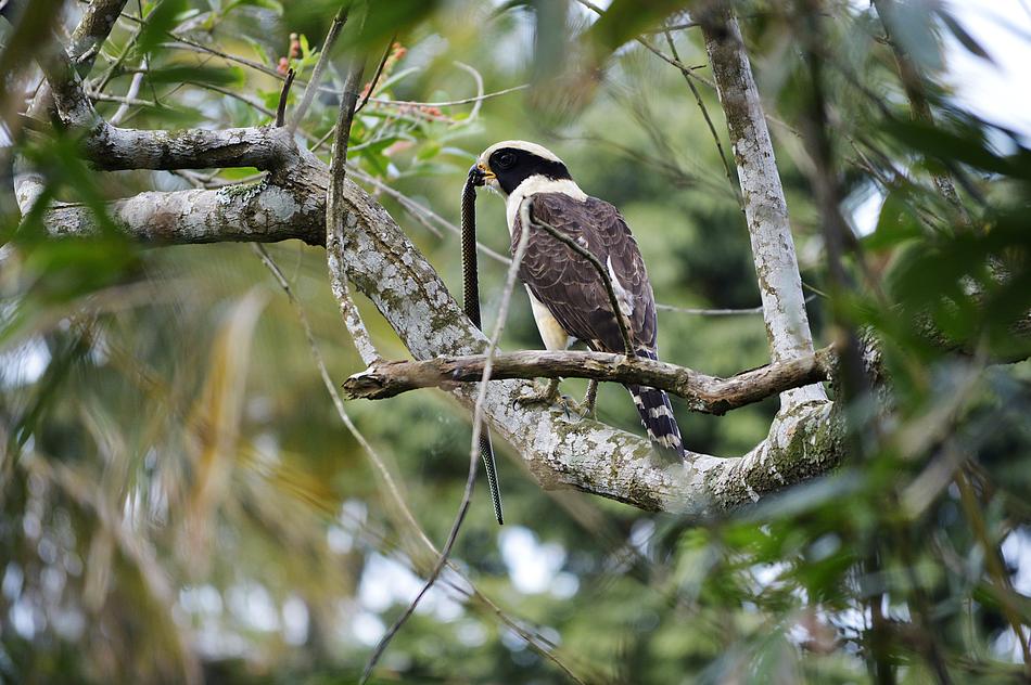Birds Wild Life Tree free image download