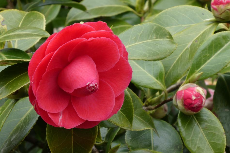 Camellia Japanese Rose Button free image download
