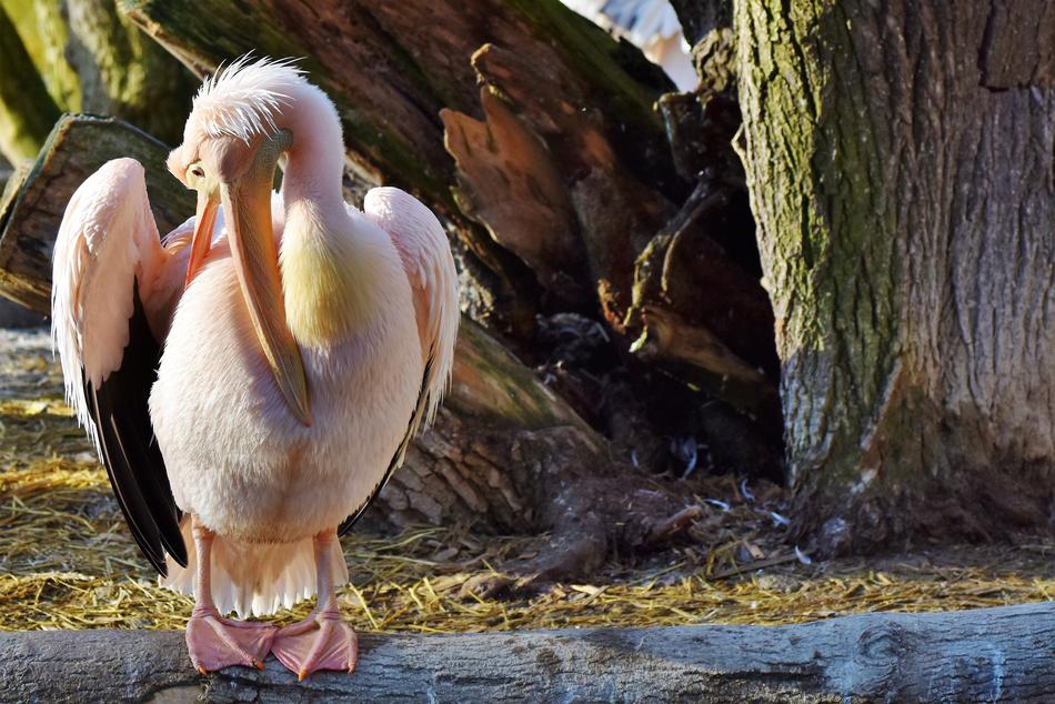 Pelikan Water Bird Pink Pelican free image download