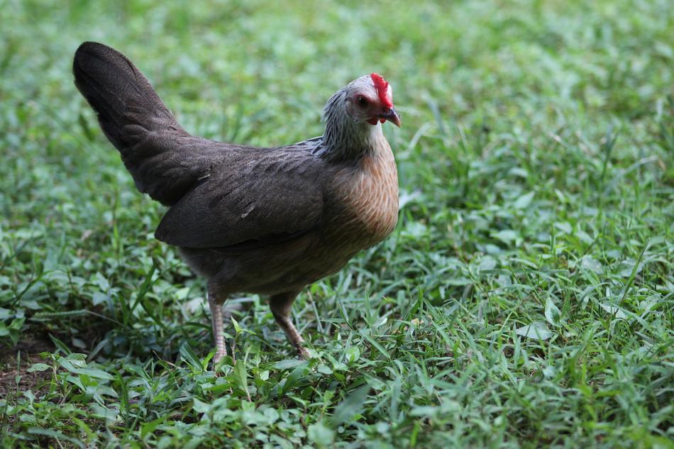 Chicken Nature Bird free image download