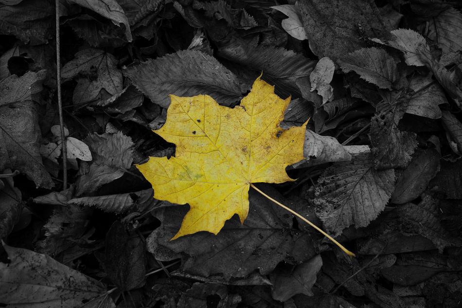 Maple Leaf Yellow free image download