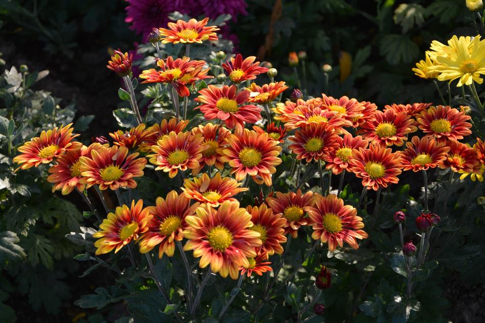 Flower Chichewa Live Vivid Color free image download