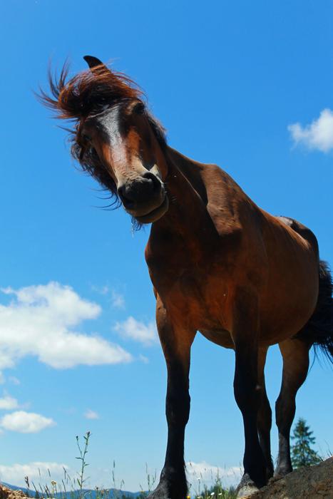 Mammals Animals Mane free image download