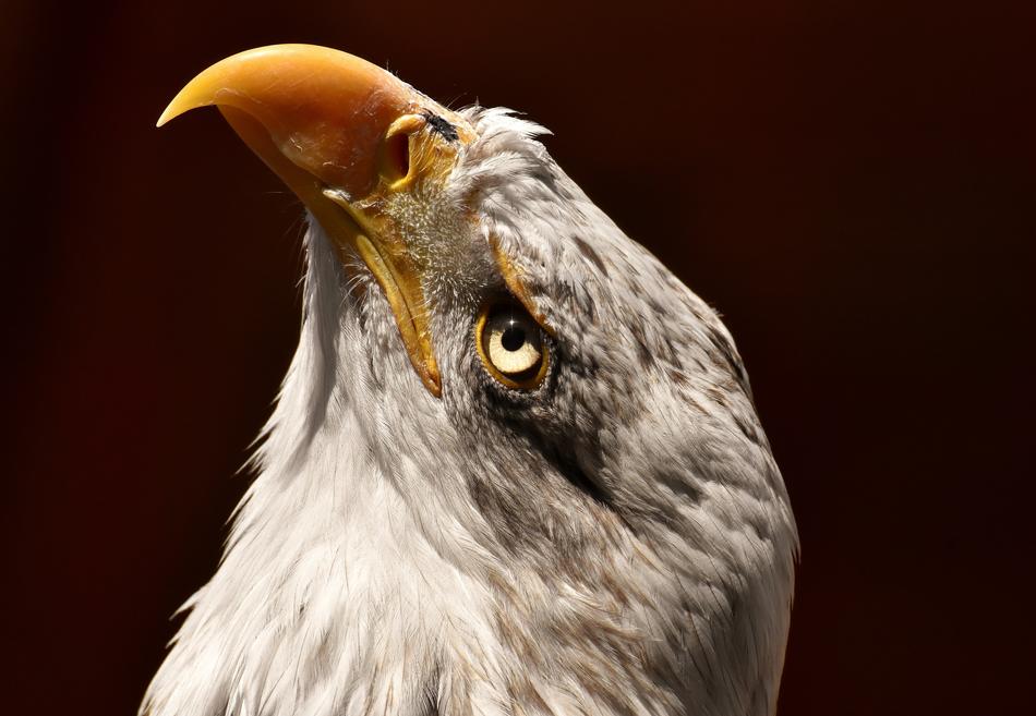 Adler Bald Eagle wild Bird free image download