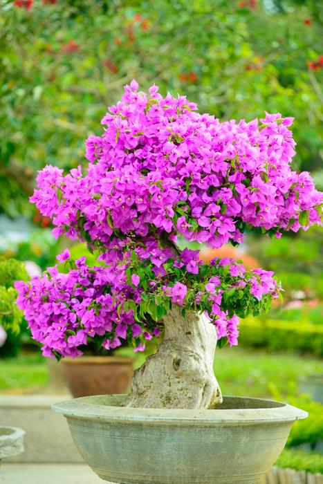 Flower Nature Shine free image download