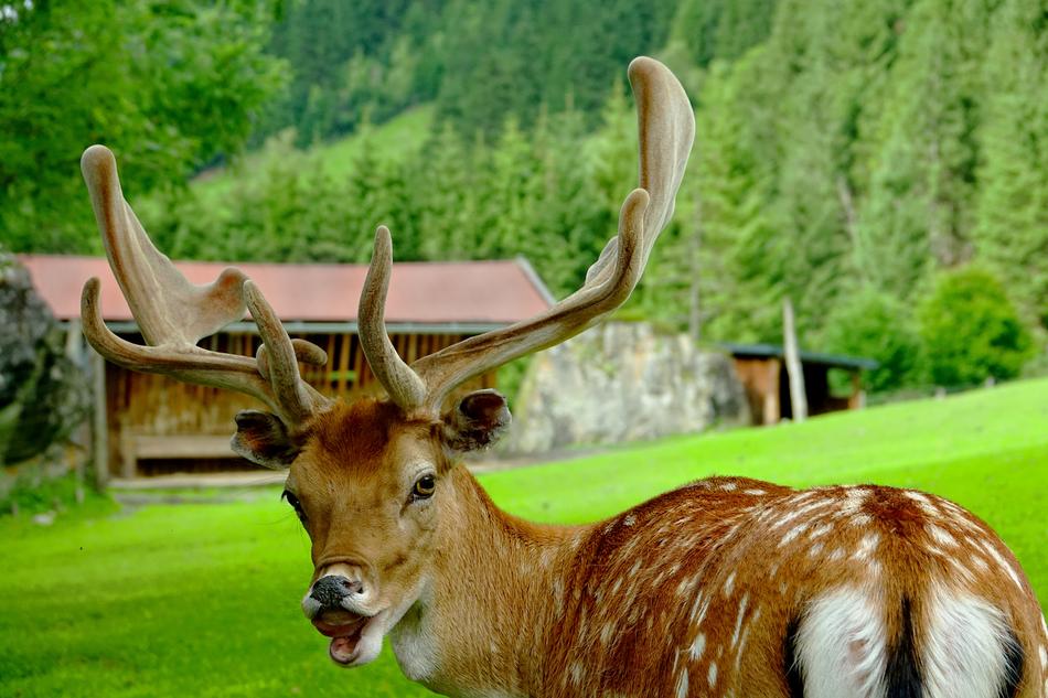 Nature Animal Mammal Fallow free image download