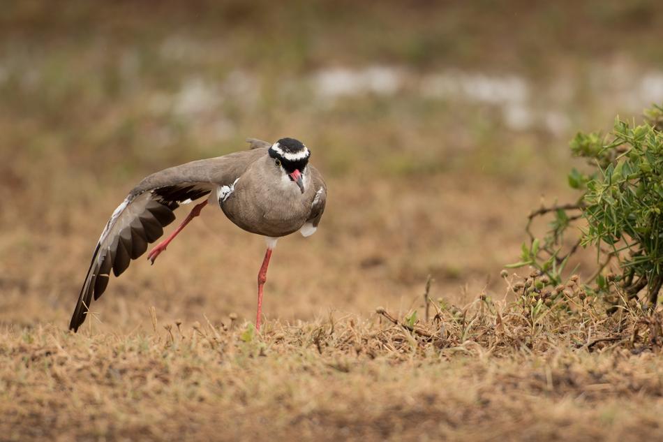 Bird runs through field free image download