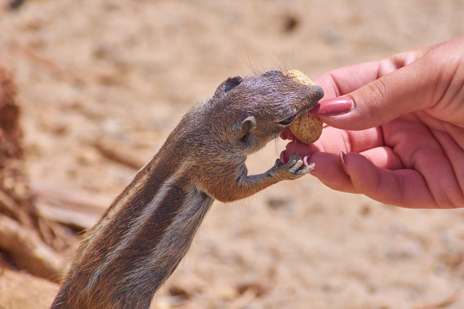 Gophers Eat Feed free image download