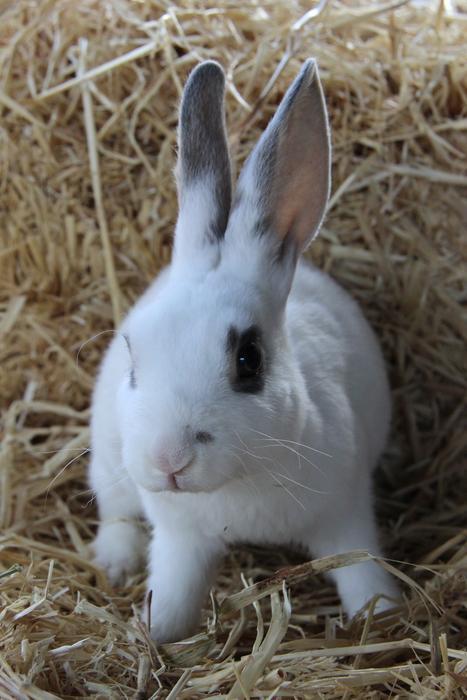 Rabbit Cute Animal free image download