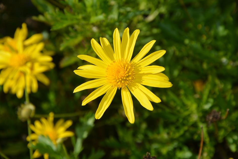 Flower Yellow Daisies free image download