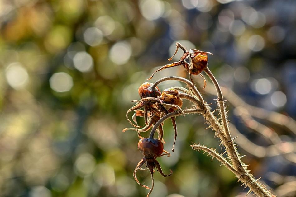 Branch Nature Rose Hip free image download