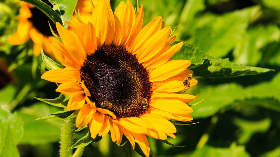 Bees Sunflower Late Summer free image download