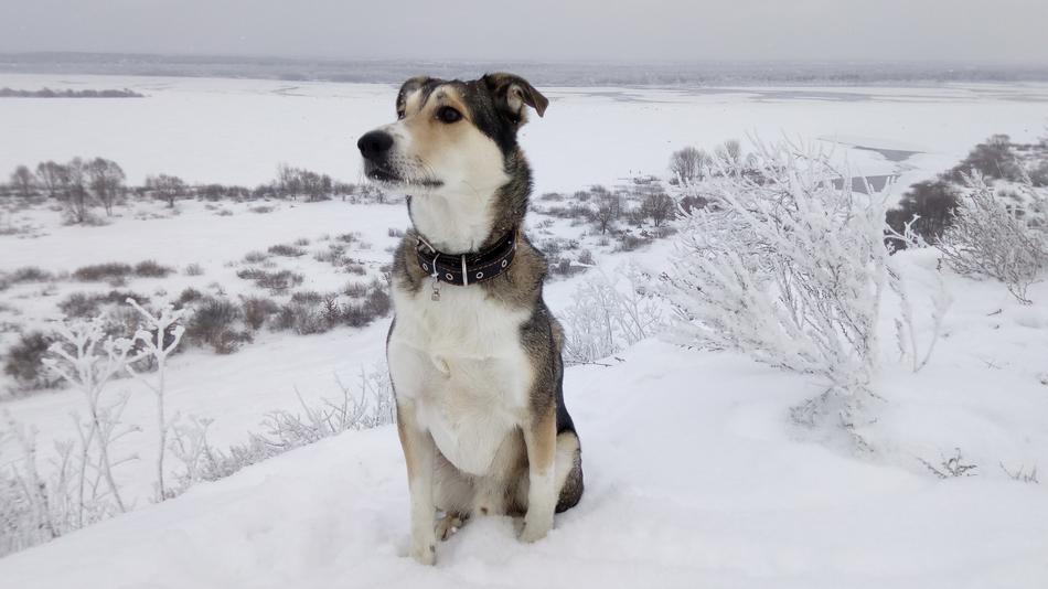 Snow Winter Coldly free image download