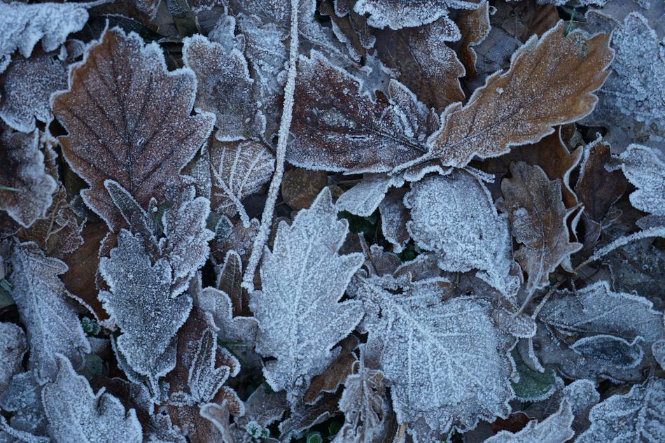 Leaf Frost Nature free image download