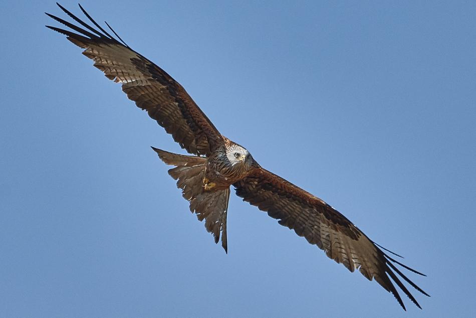 Milan wild Bird free image download