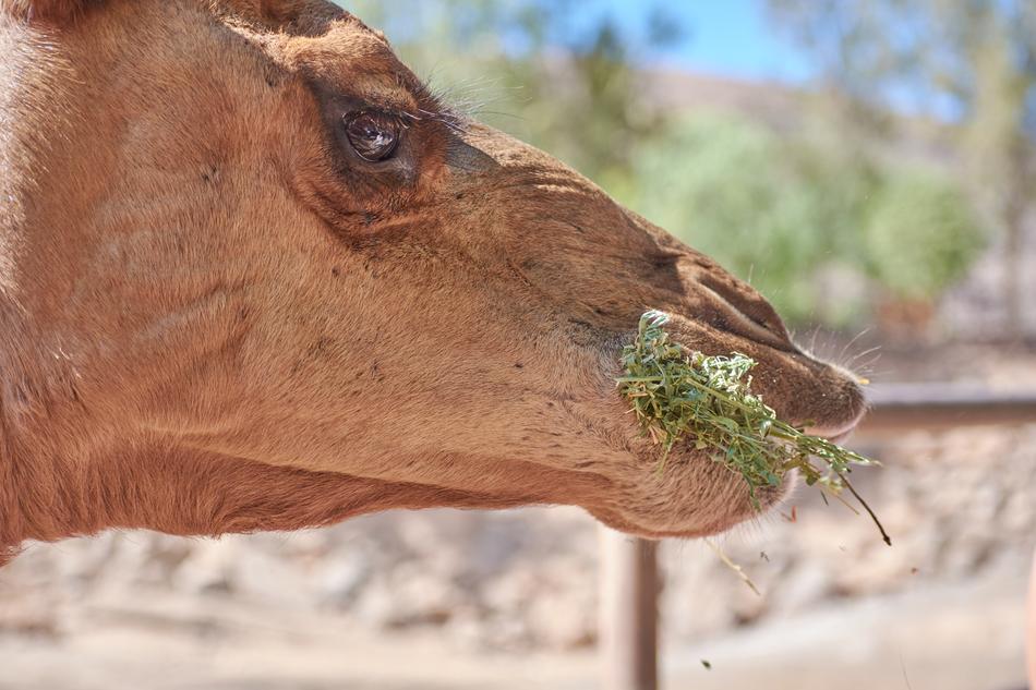 Camel Eat Straw free image download