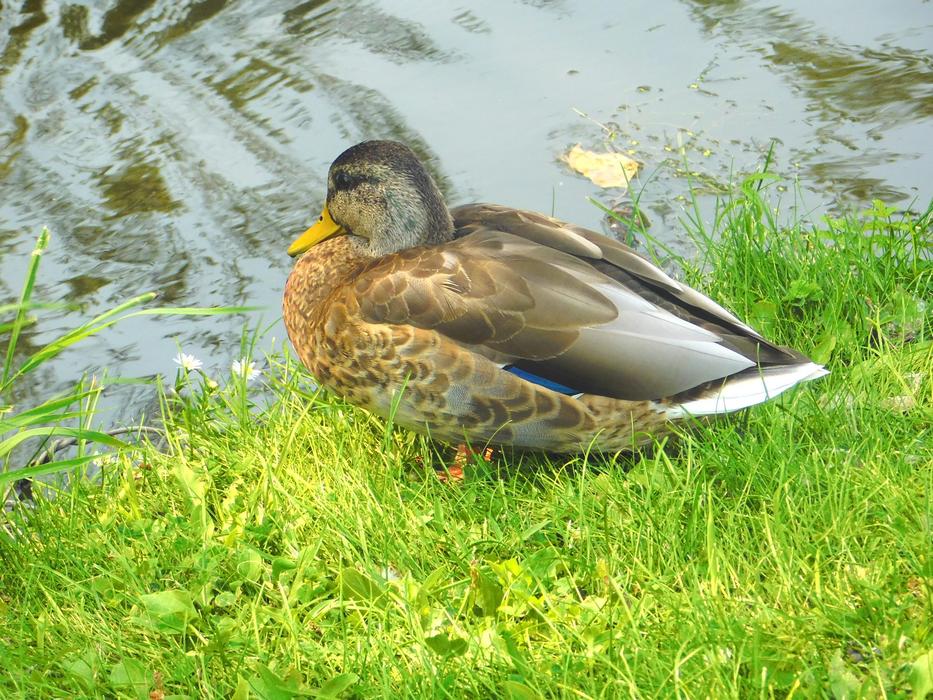 Duck Bird Water free image download