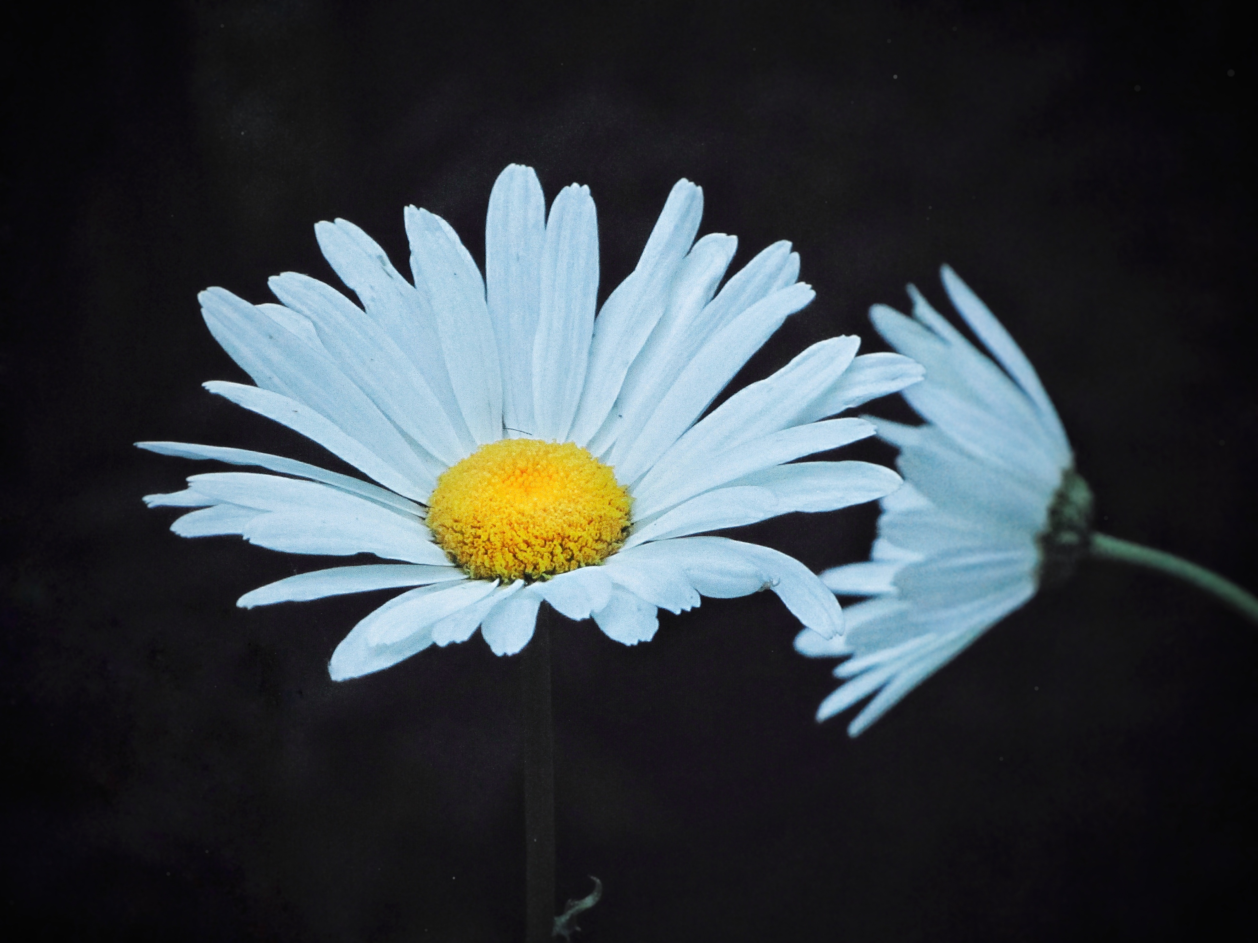 Nature Plant Flower free image download