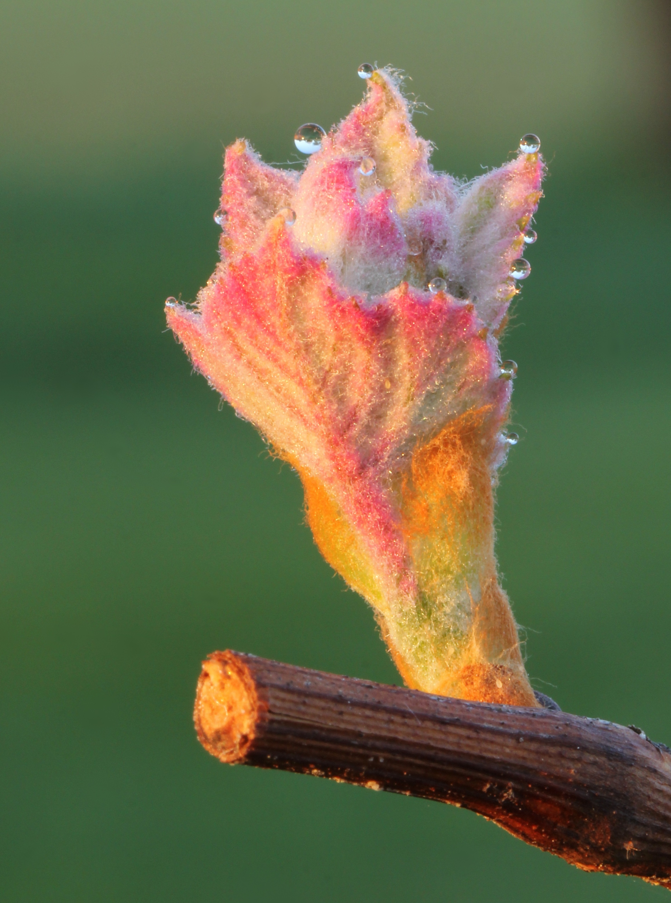 Nature Close Up free image download