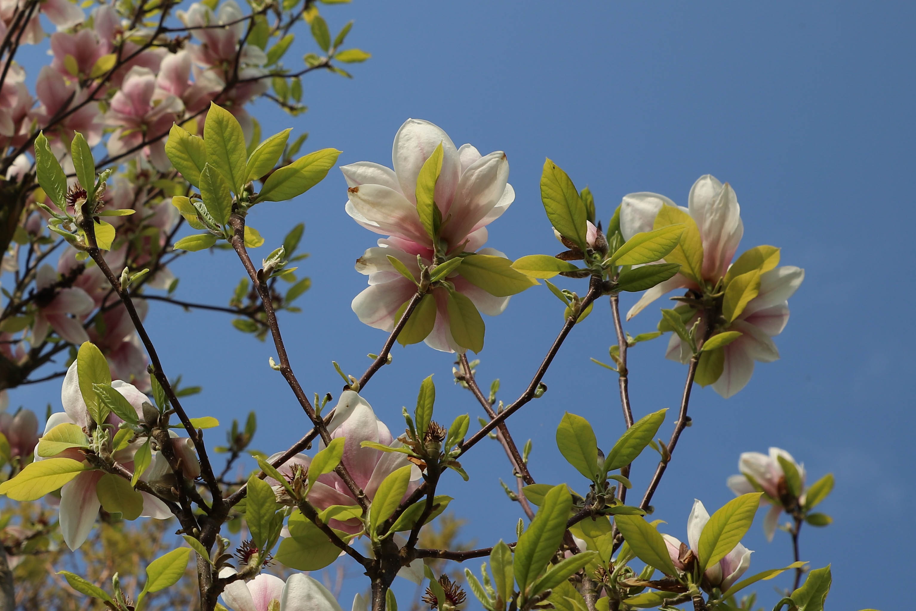 Nature Branch Plant free image download