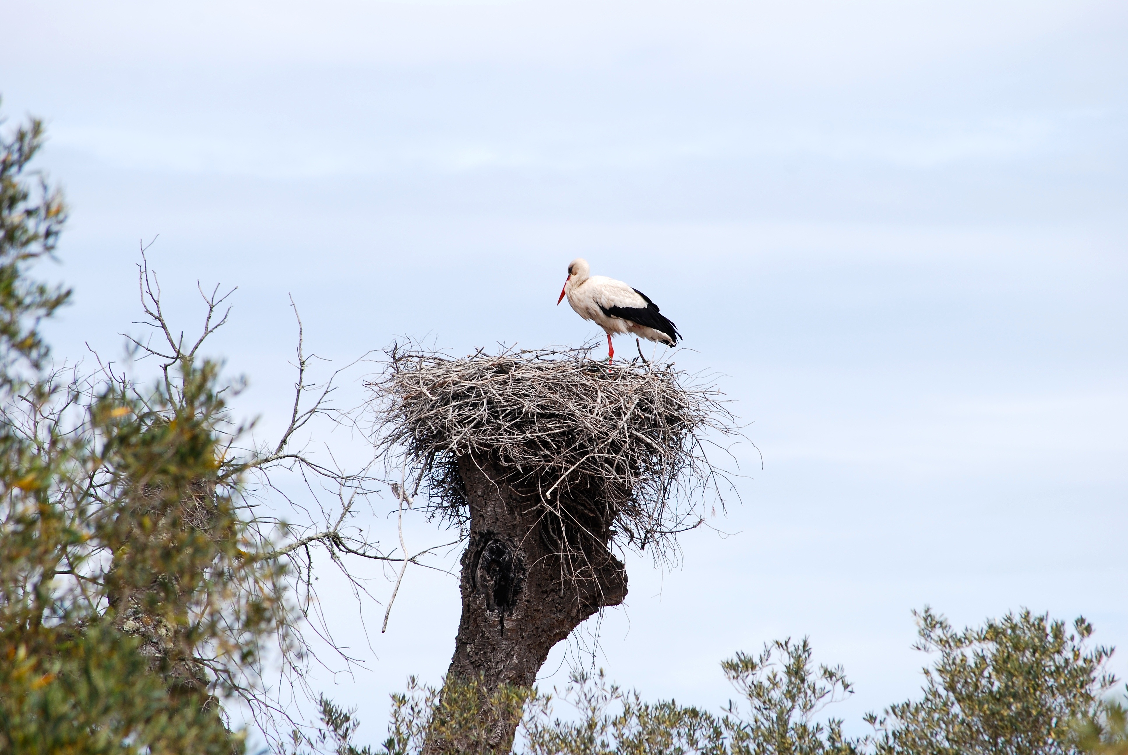 Stork Bird on tree nest free image download