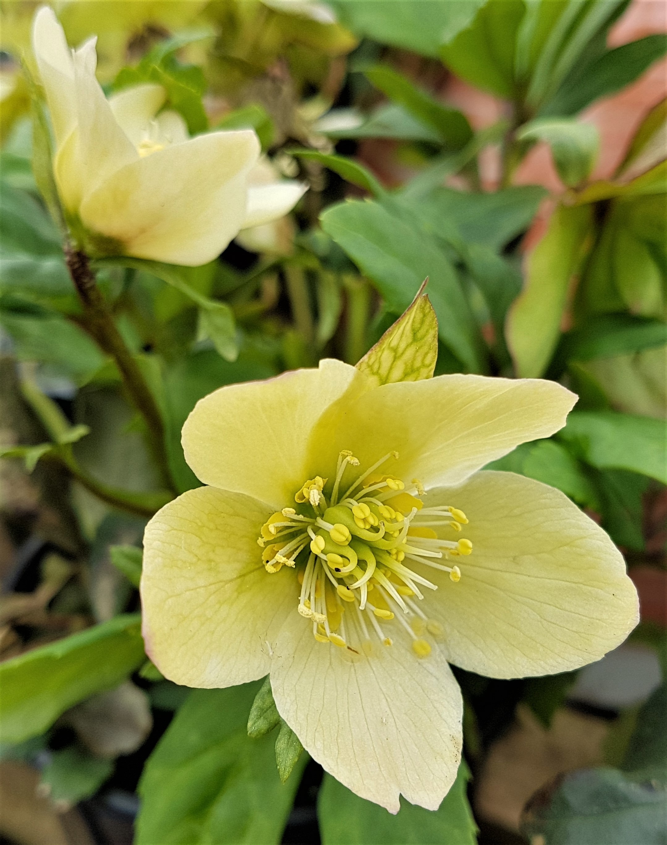 Flower Nature Flora free image download