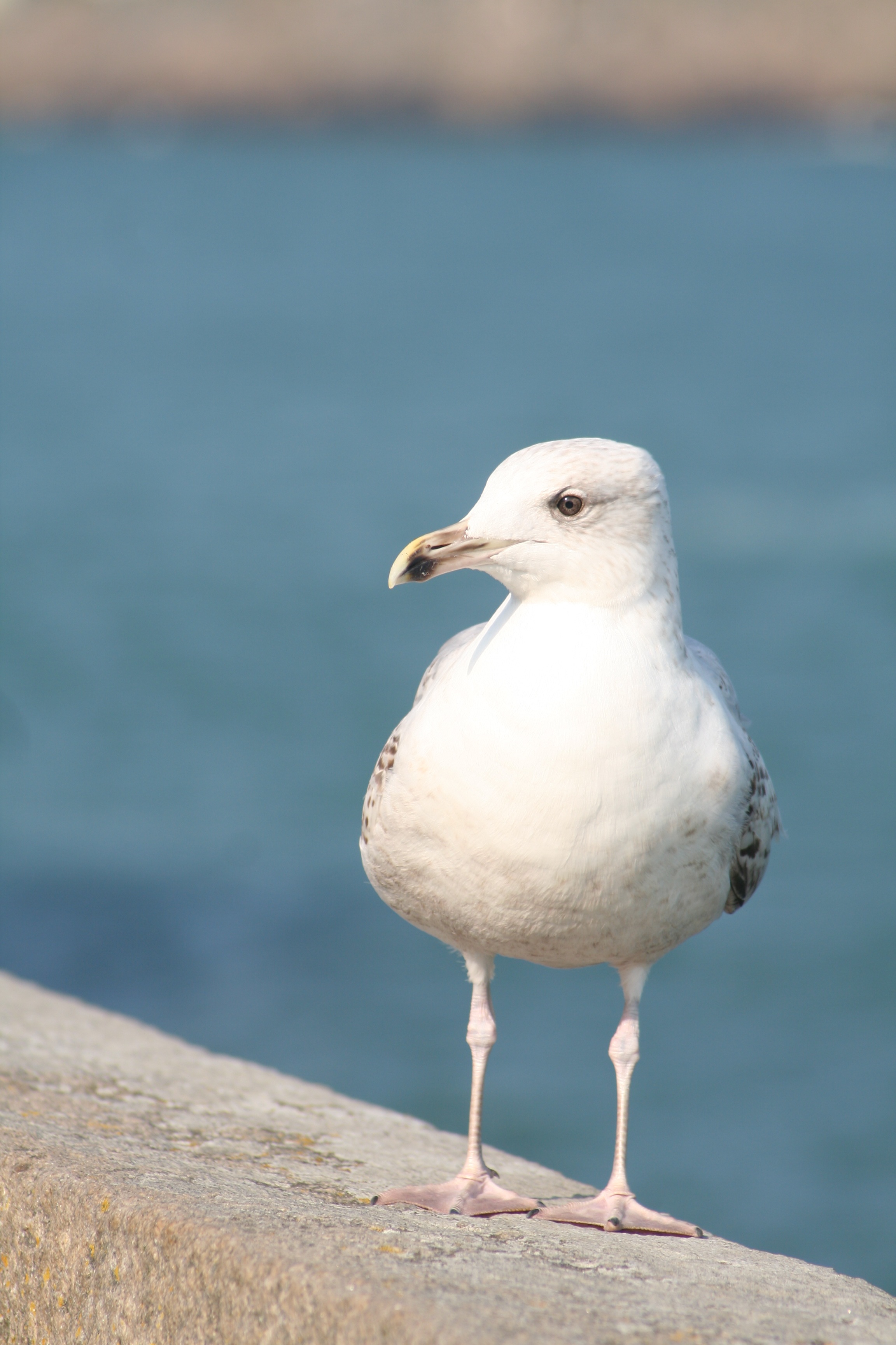 Bird Fauna Nature free image download