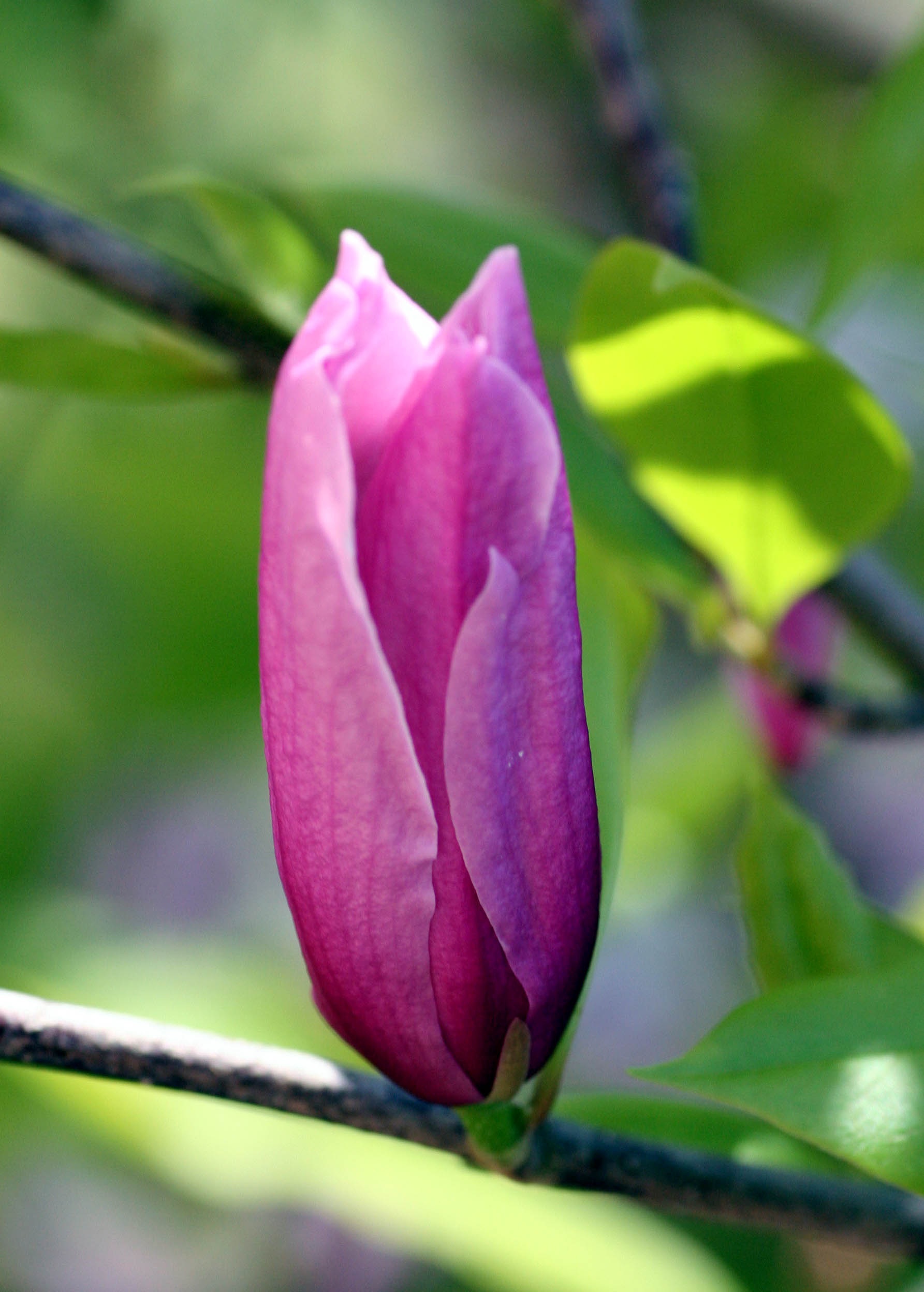 Magnolia Nature Plant free image download