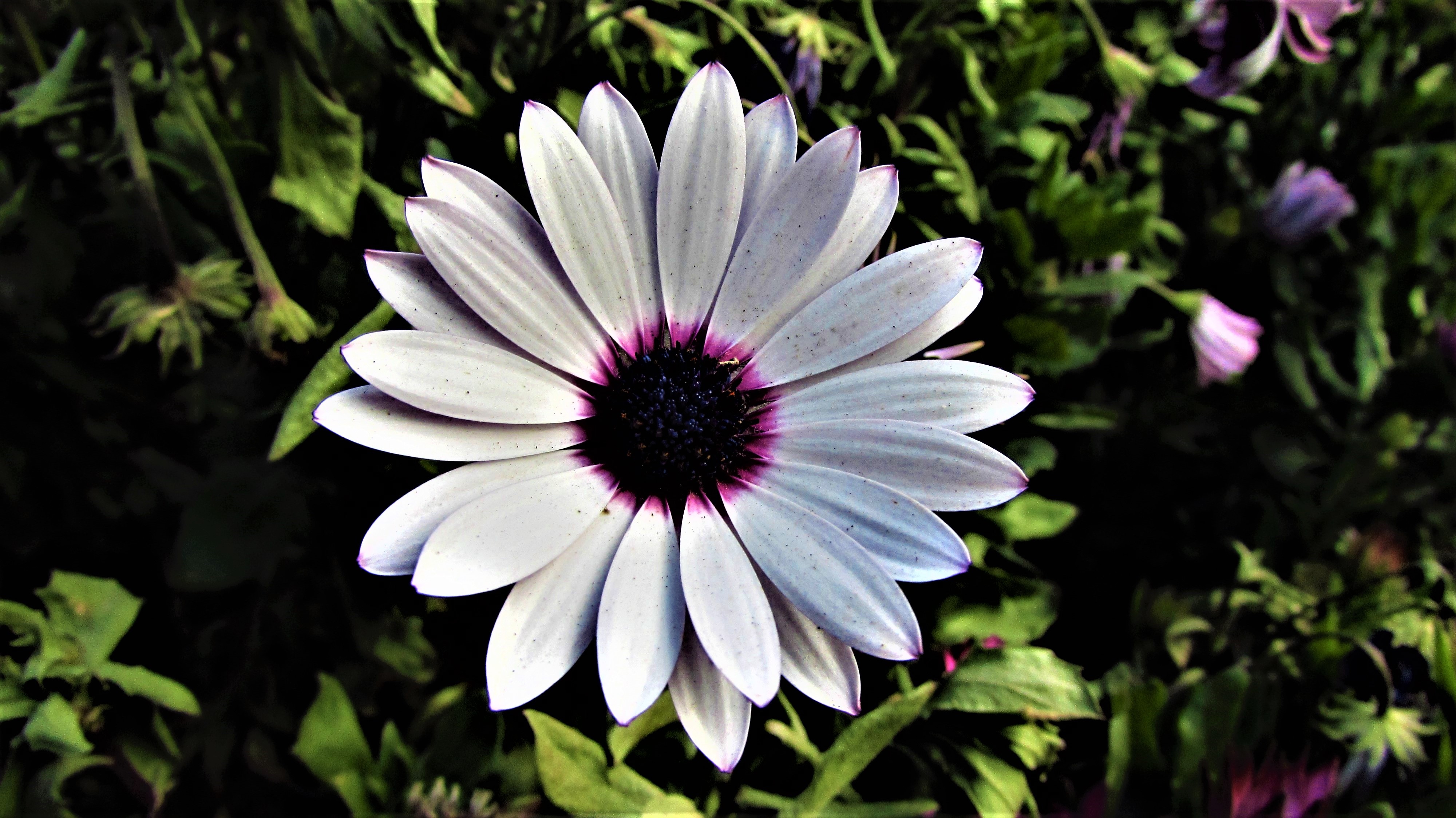 Flower Plant Nature free image download