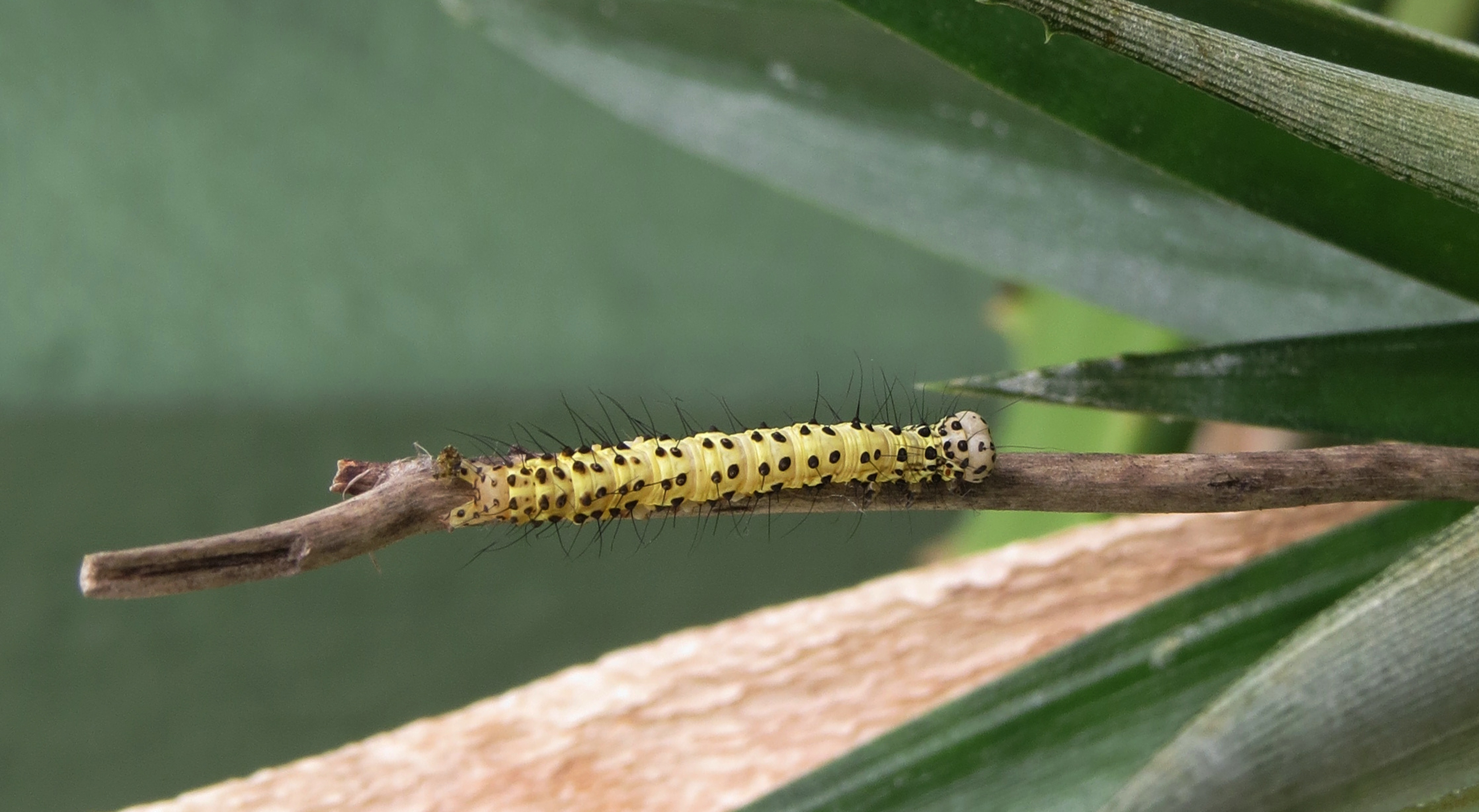 Nature Wild Life Insect free image download