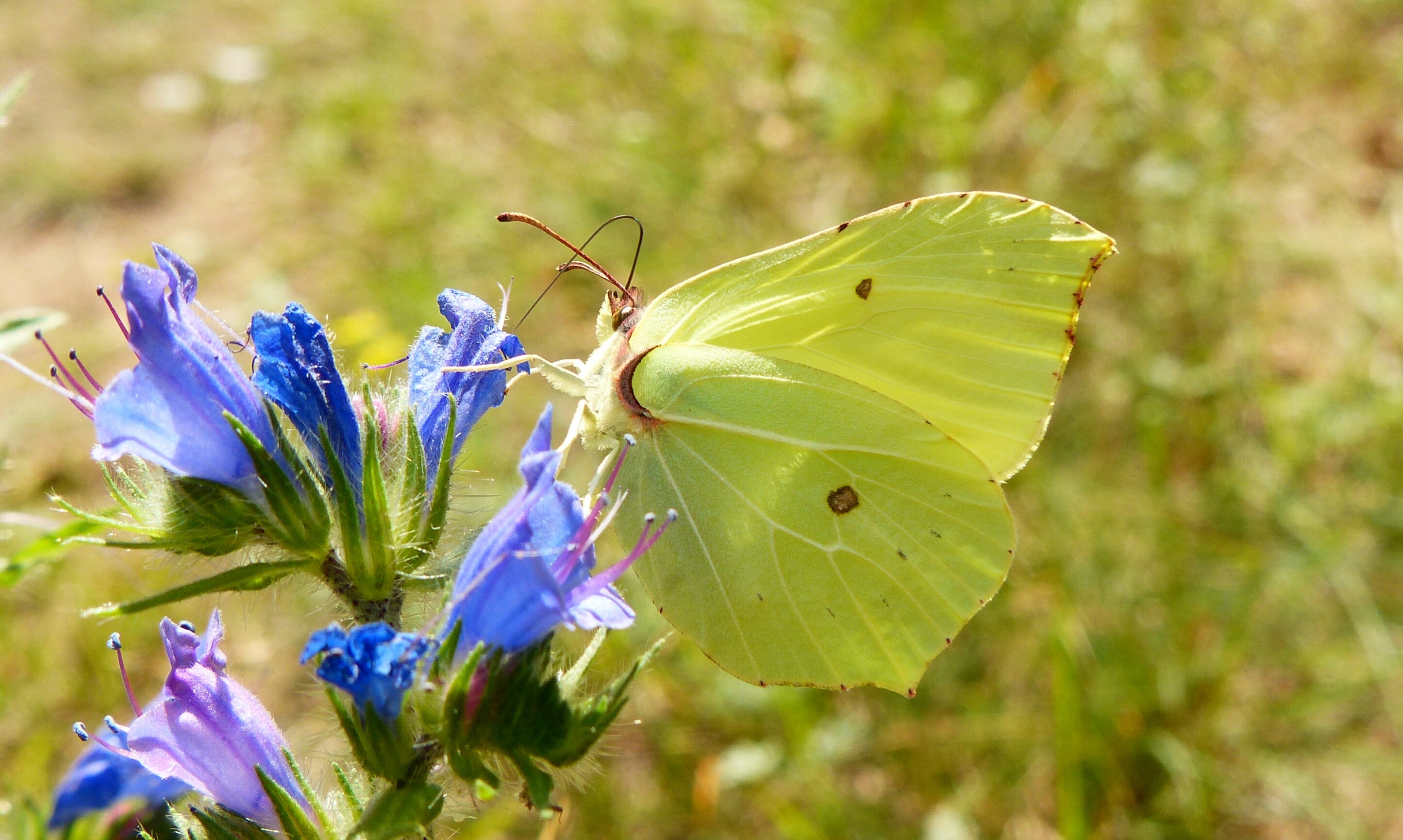 Nature Flower Butterfly Day free image download
