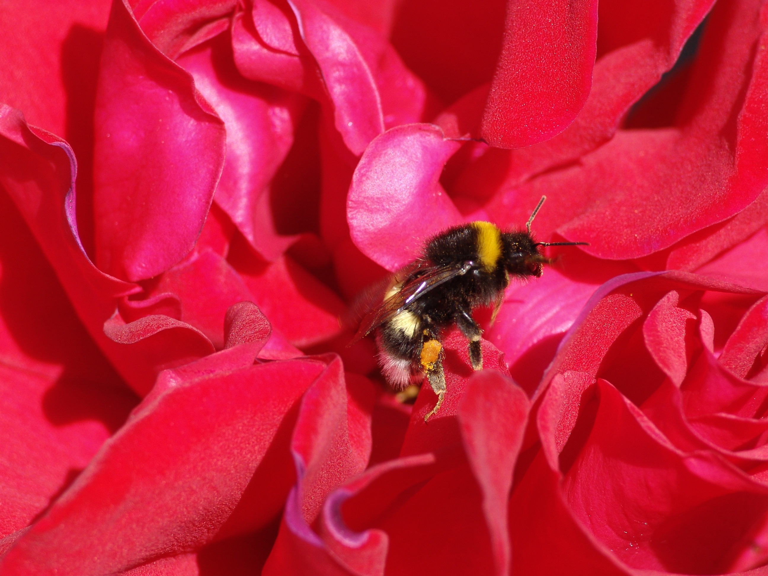 Bee Flower Nature Close up free image download
