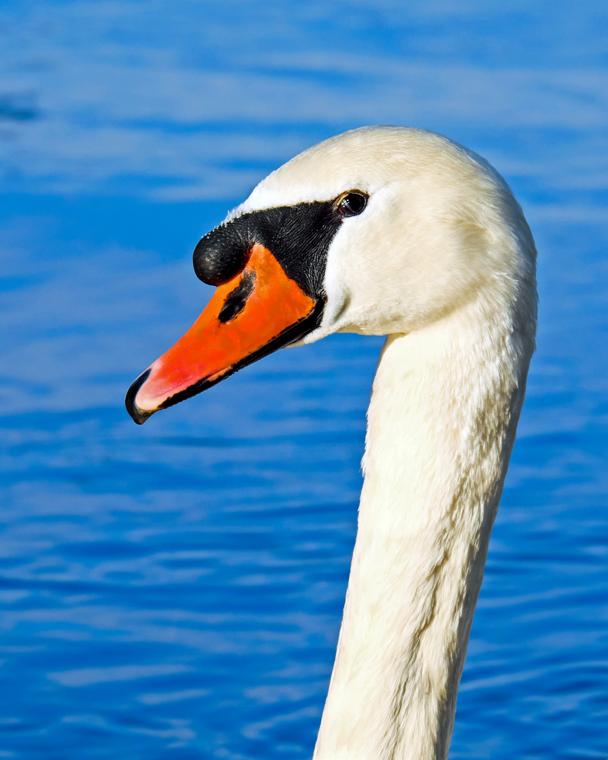 Swan Pride free image download