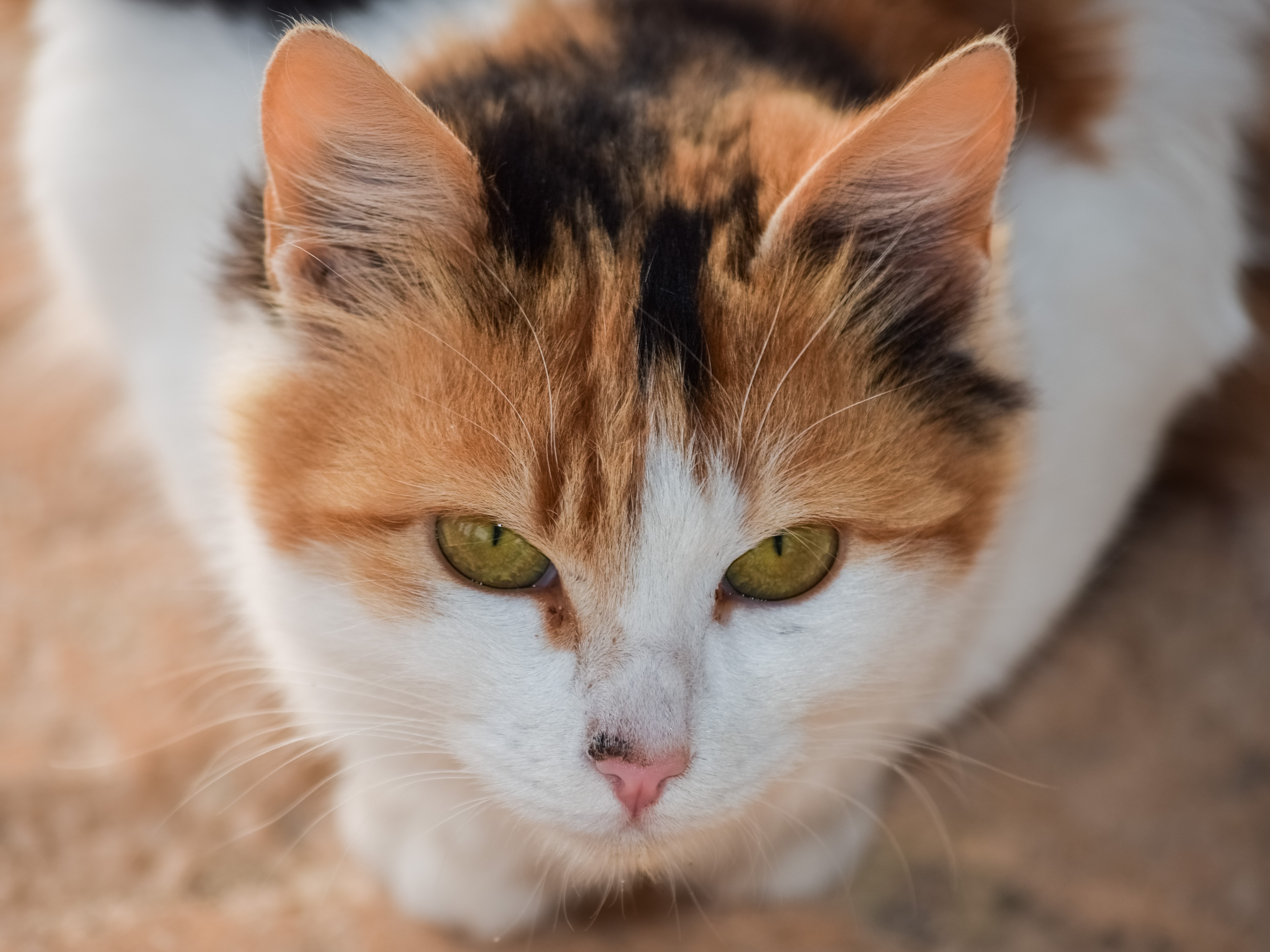 Closeup photo of Cute Cat Animal free image download