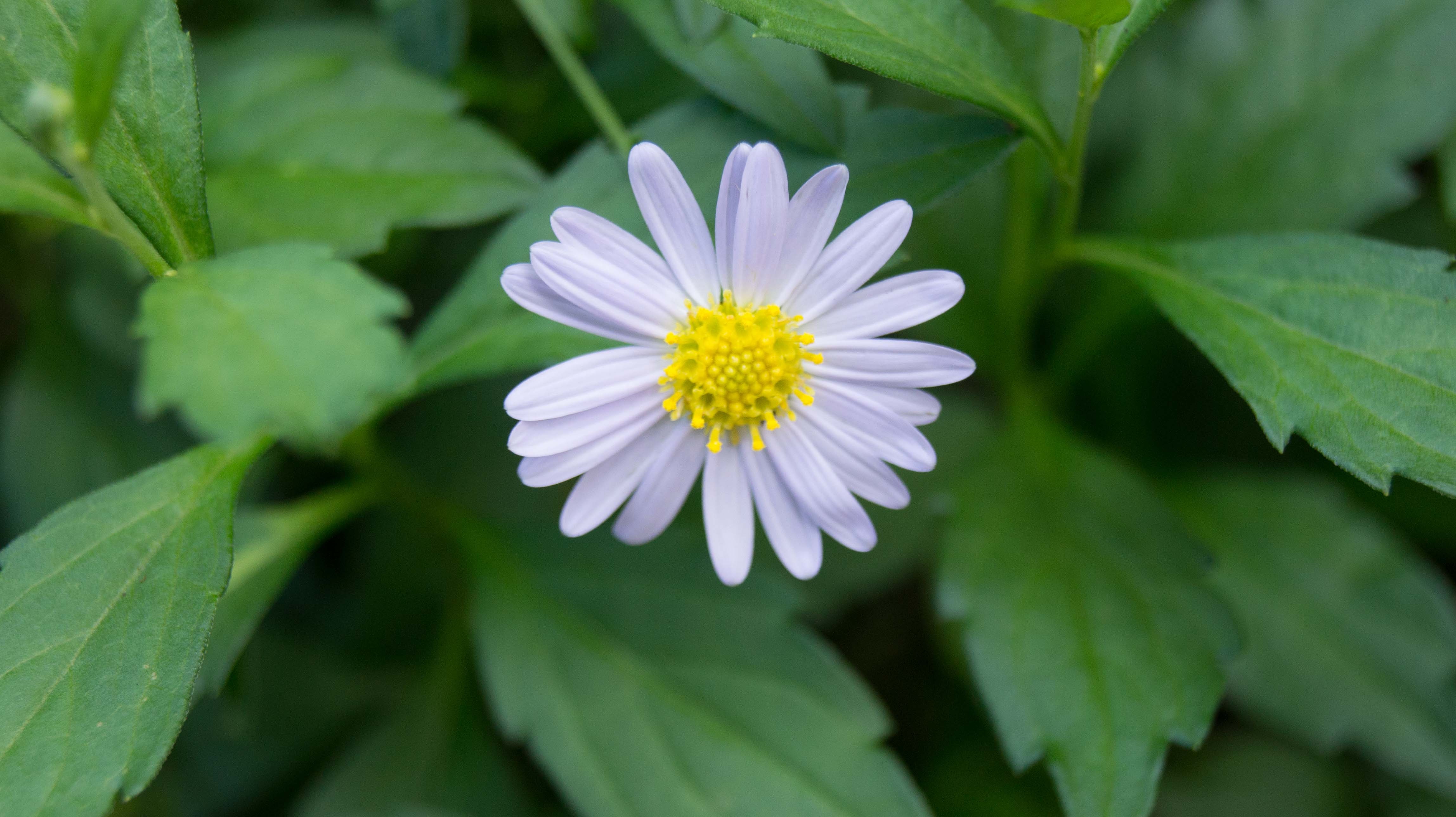 Nature Flora Leaf free image download