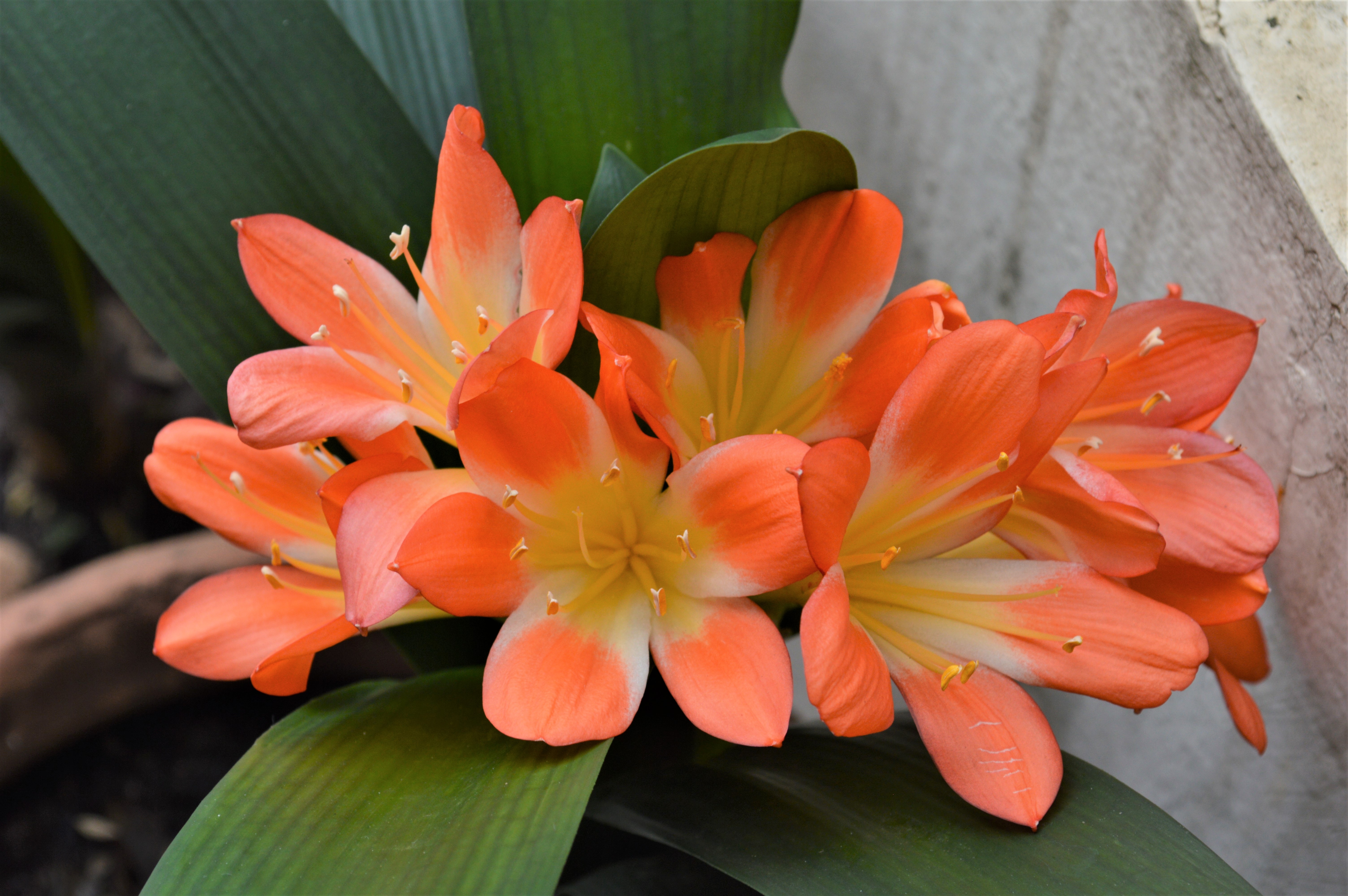 Flower Plant Nature free image download