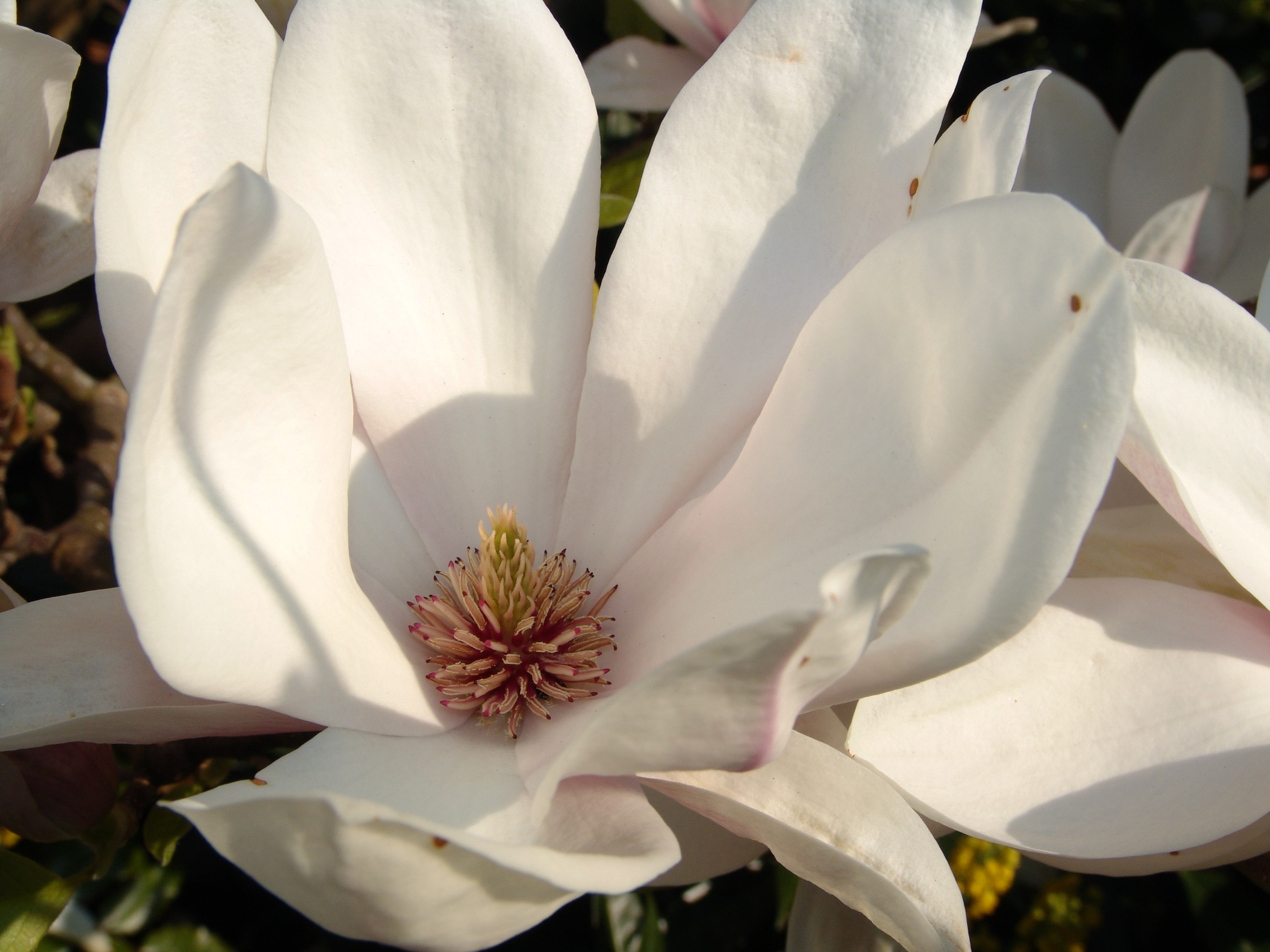 Magnolia Flower Spring free image download