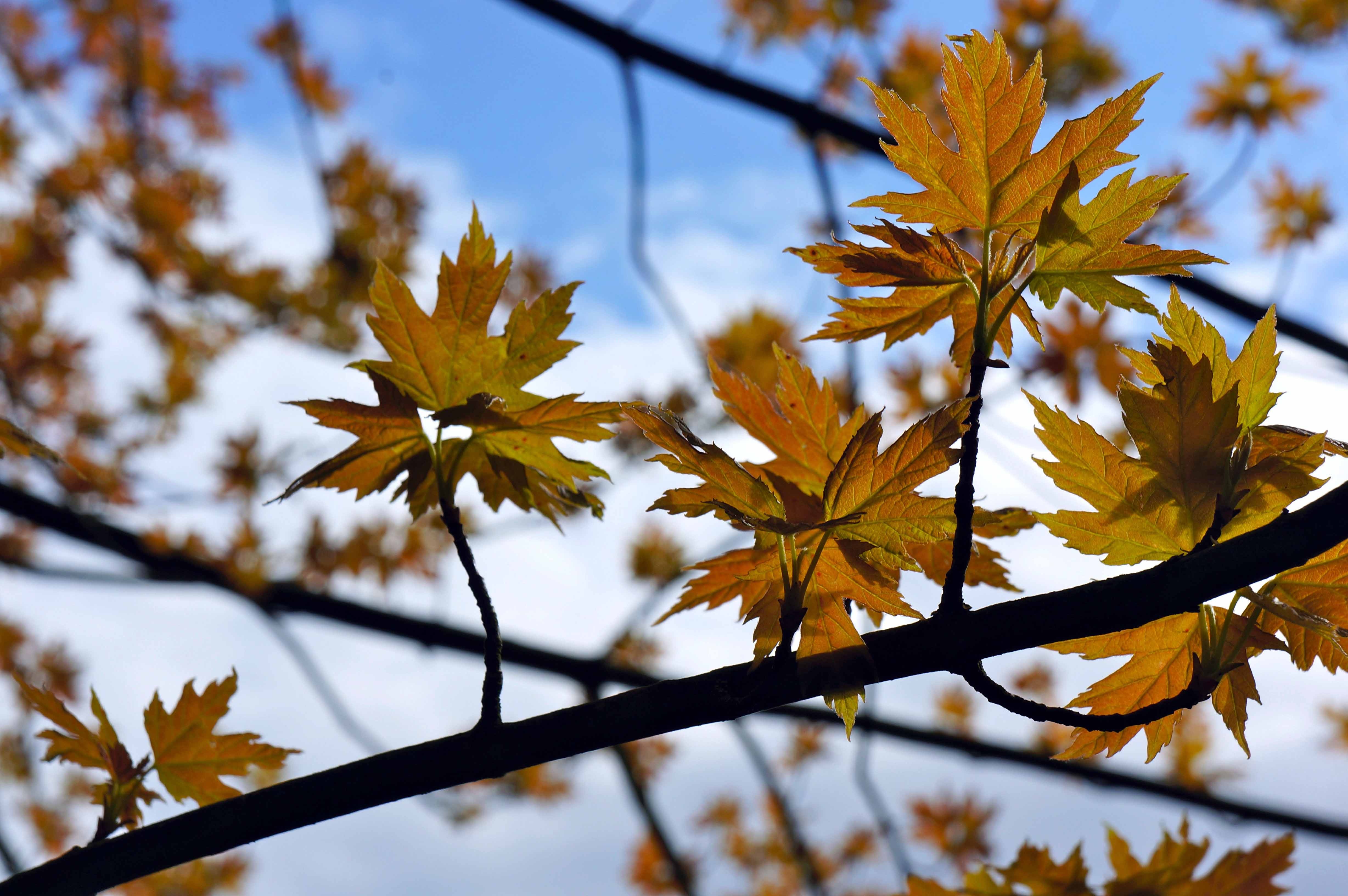 Tree Sky Leaves free image download