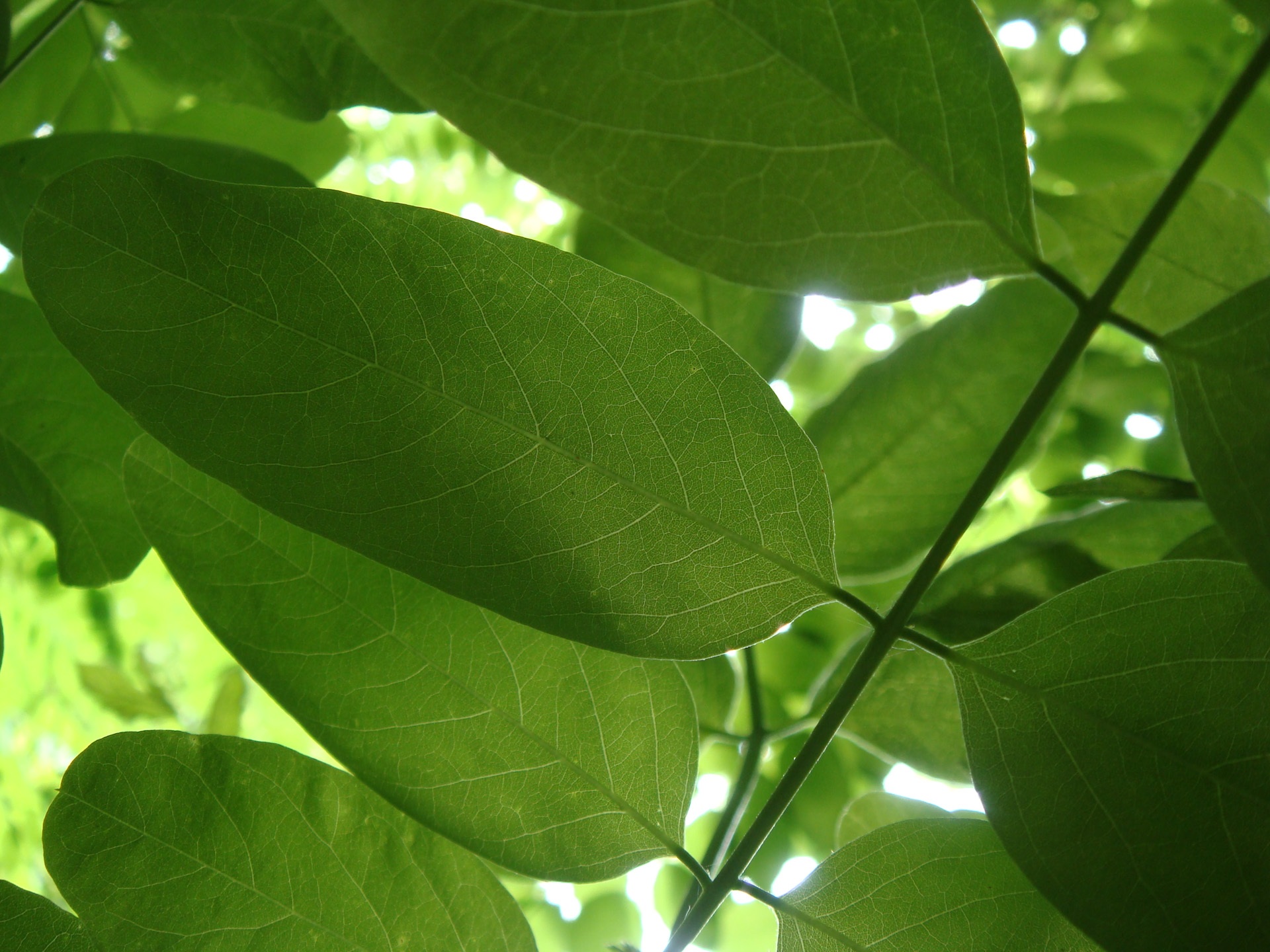 Leaf Flora Growth free image download
