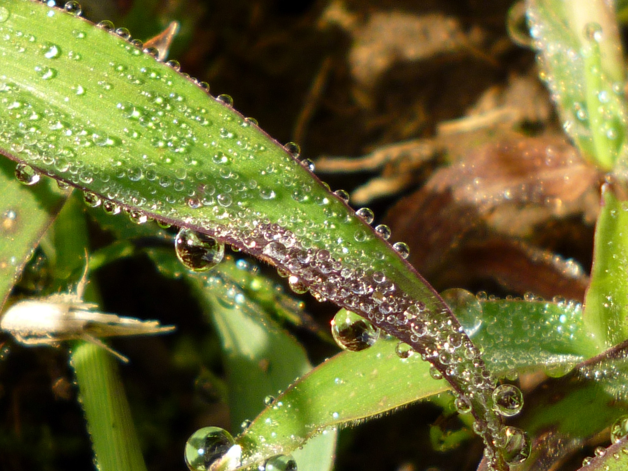 Leaf Natural Plant free image download