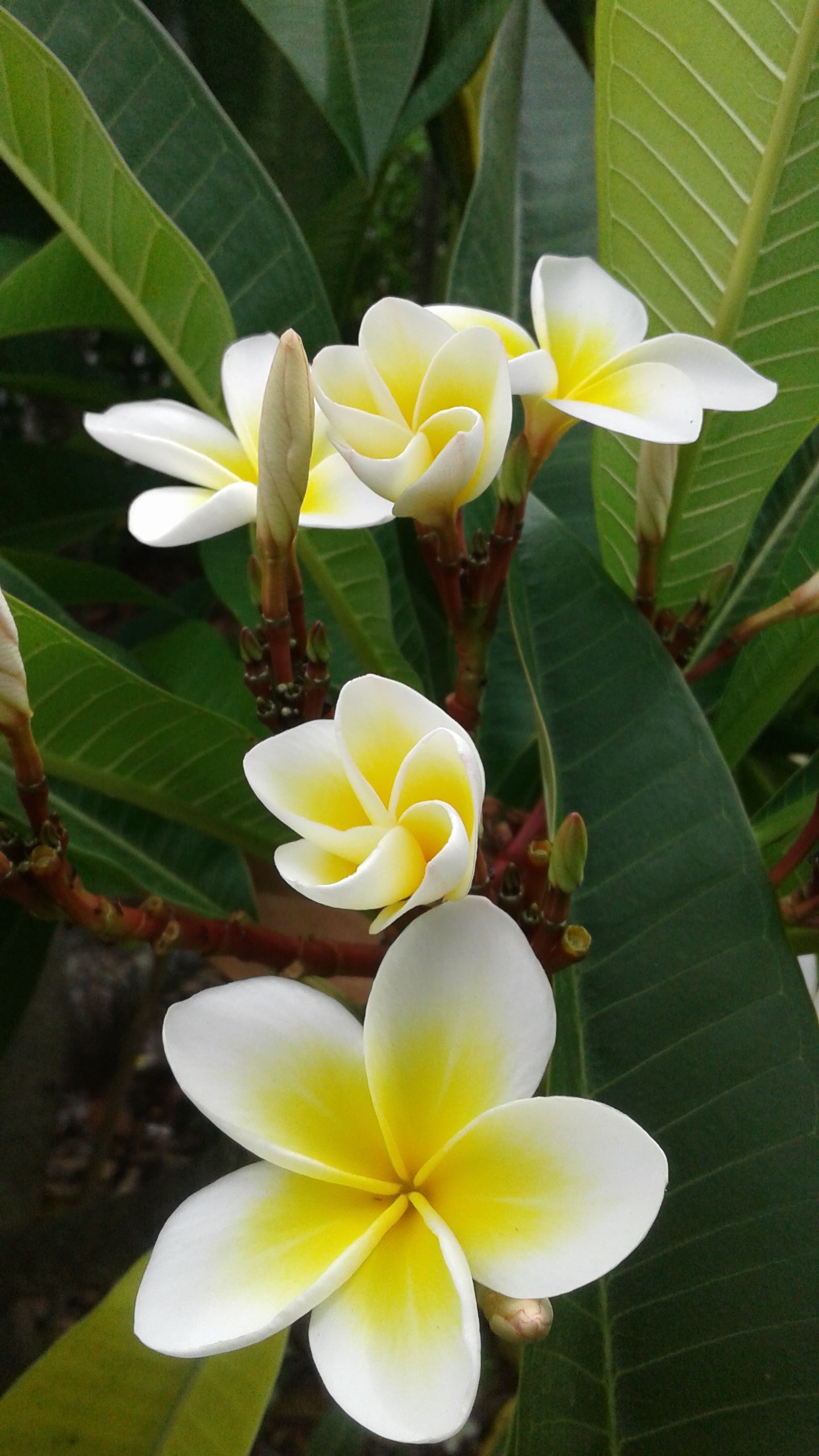 Tropical Frangipani Plumeria free image download