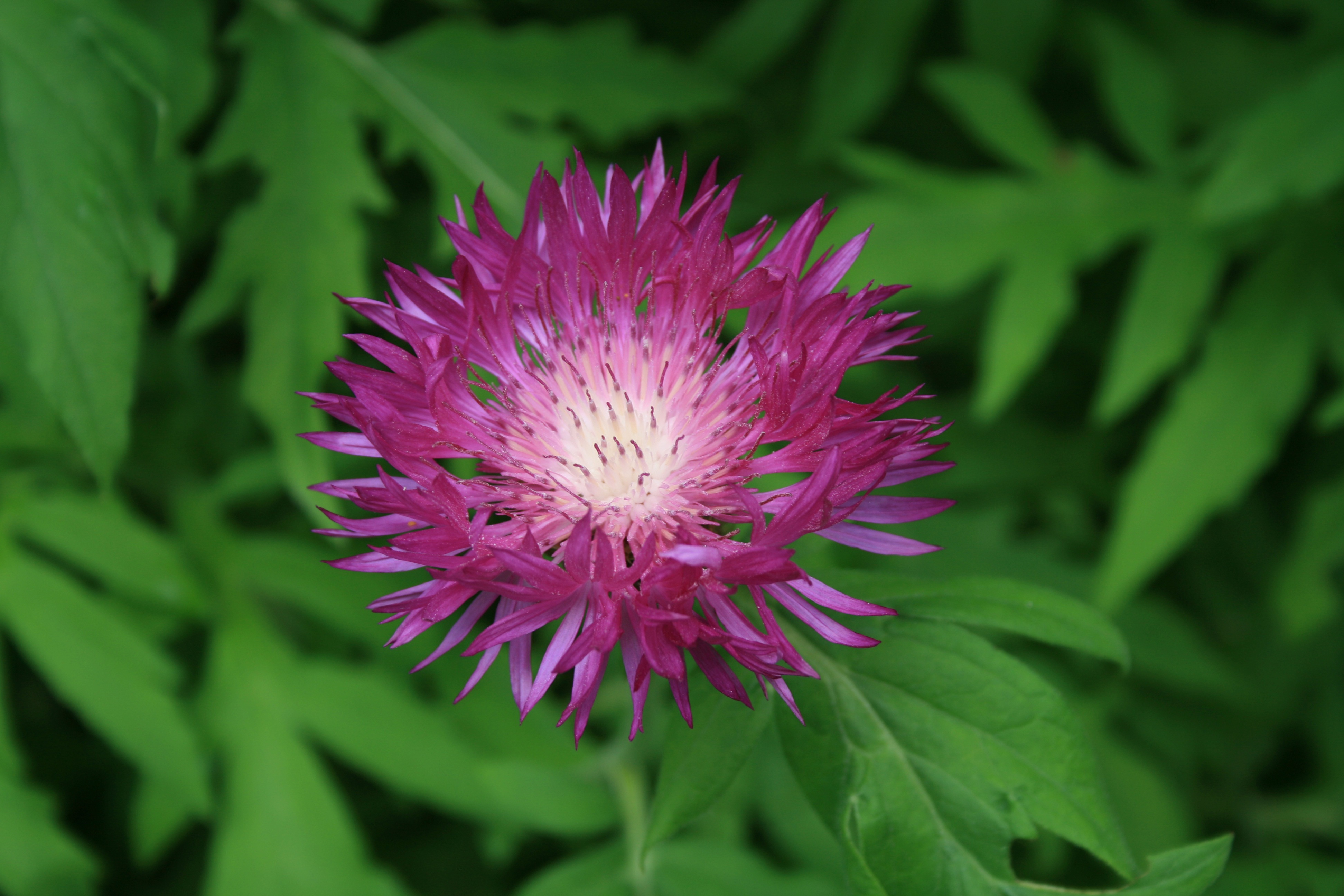 Flower Close Up free image download