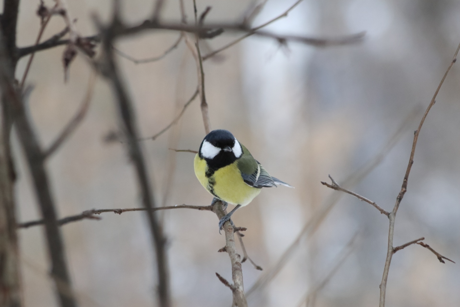 Bird Living Nature free image download